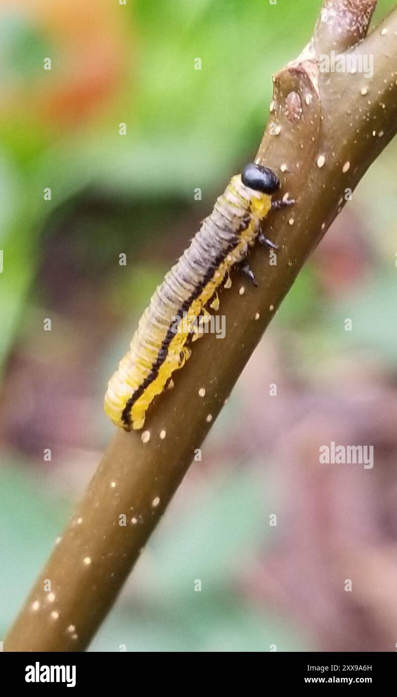 striped alder sawfly (Hemichroa crocea) Insecta Stock Photo - Alamy