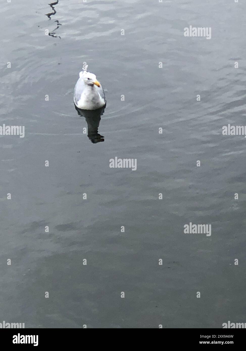 Gulls (Larinae) Aves Stock Photo - Alamy