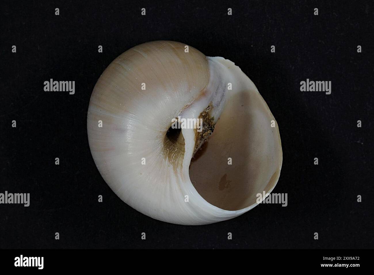Large Necklace Shell (Euspira catena) Mollusca Stock Photo - Alamy