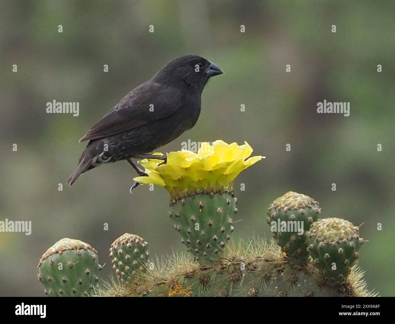 Common Cactus-Finch (Geospiza scandens) Aves Stock Photo - Alamy