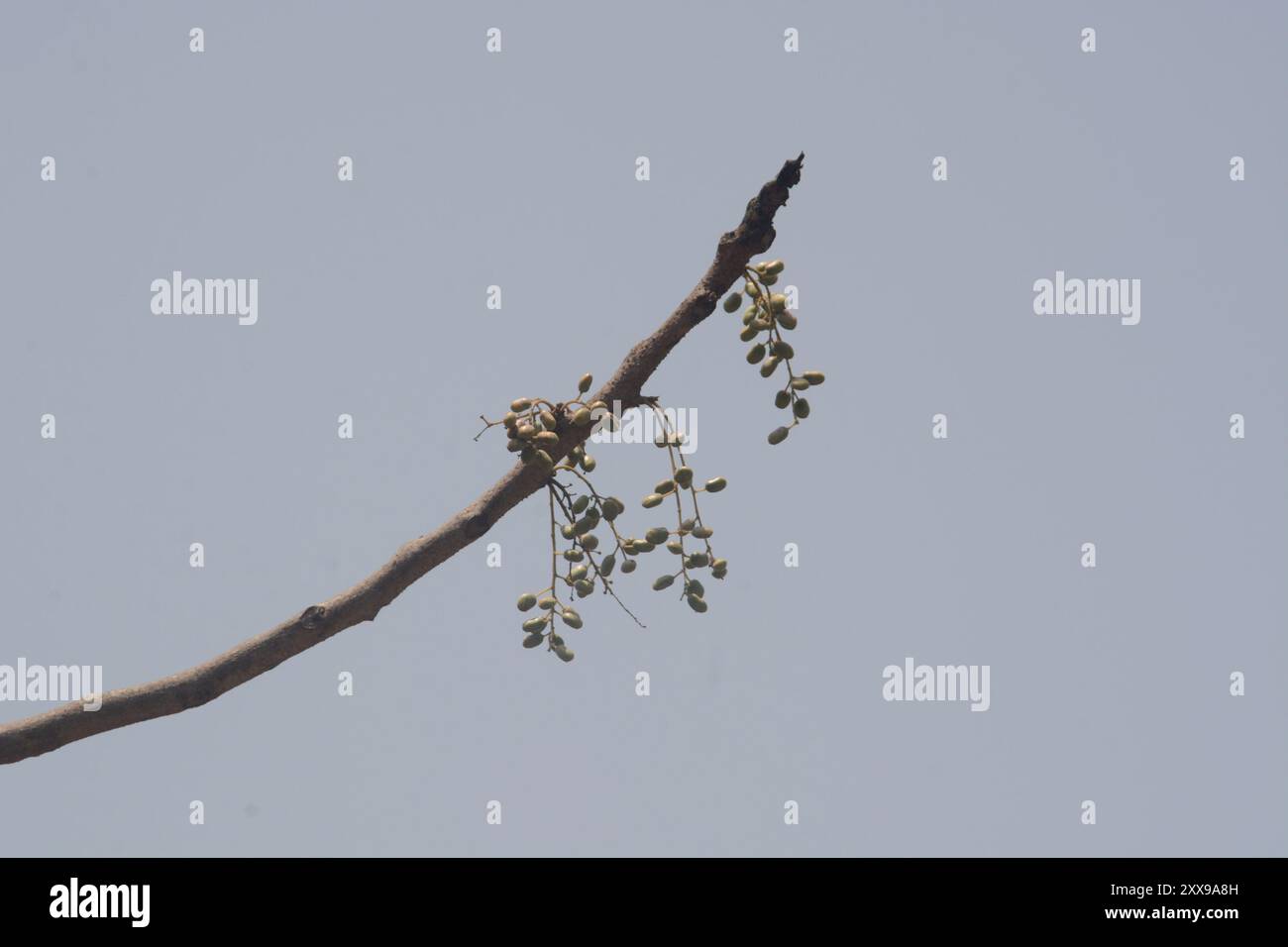Indian Ash (Lannea coromandelica) Plantae Stock Photo - Alamy