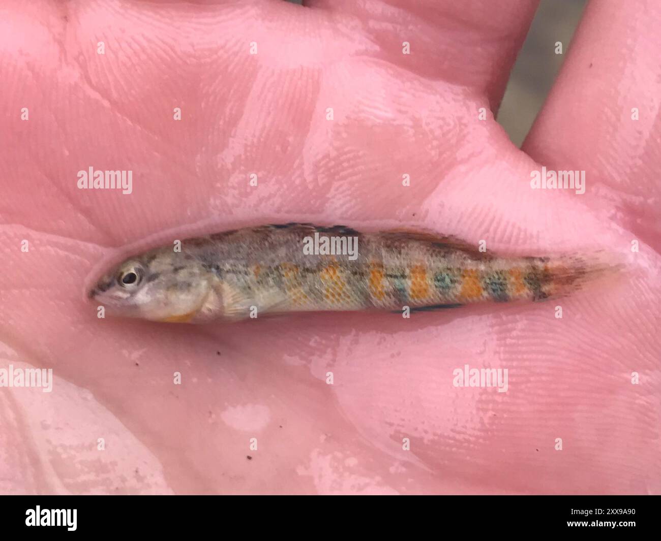 Orangethroat Darter (Etheostoma spectabile) Actinopterygii Stock Photo ...