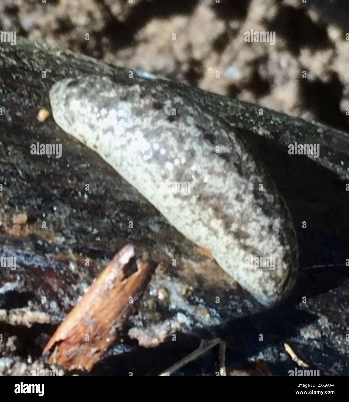 Carolina Mantleslug (Philomycus carolinianus) Mollusca Stock Photo - Alamy