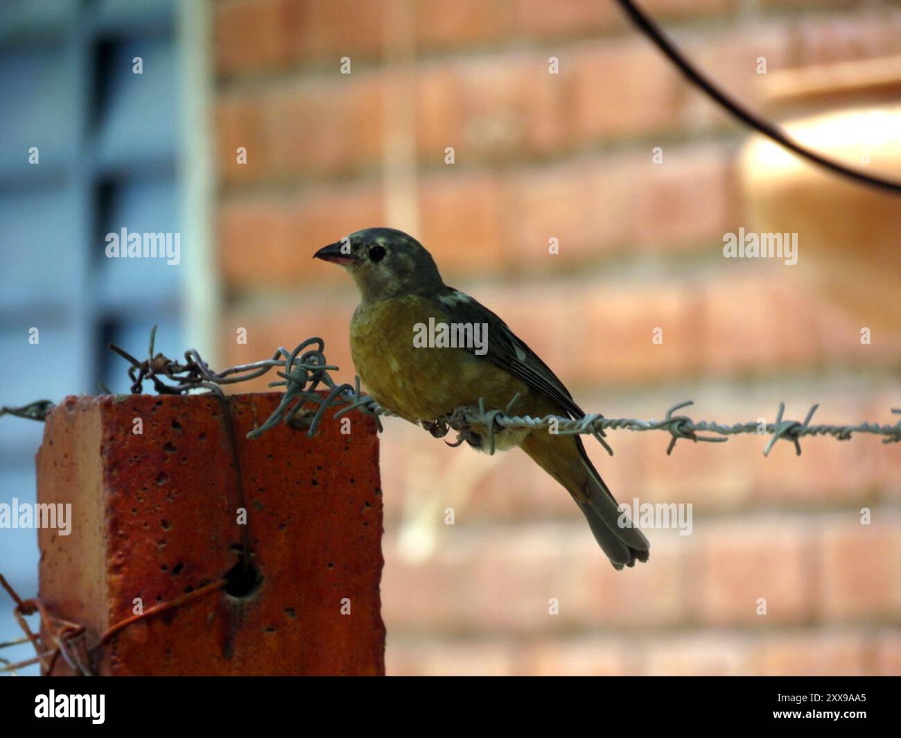 Blue-and-yellow Tanager (Rauenia bonariensis) Aves Stock Photo - Alamy