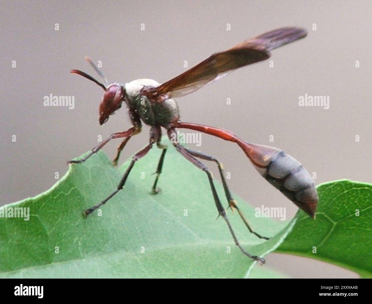 Needle-waisted Paper Wasps (Belonogaster) Insecta Stock Photo - Alamy