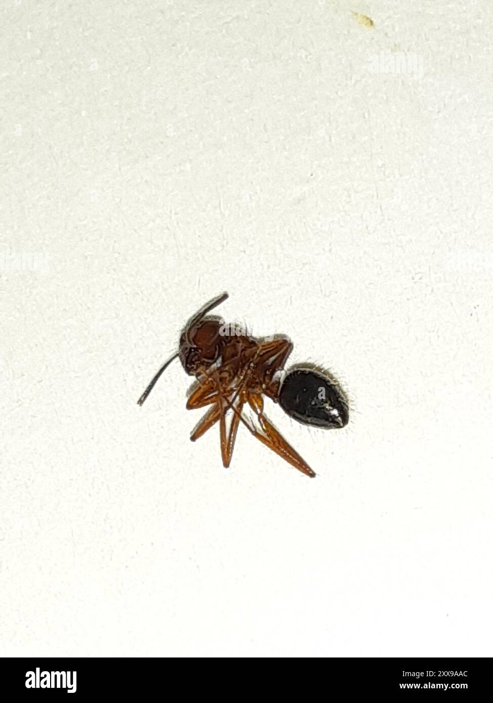 Florida Carpenter Ant (Camponotus floridanus) Insecta Stock Photo - Alamy