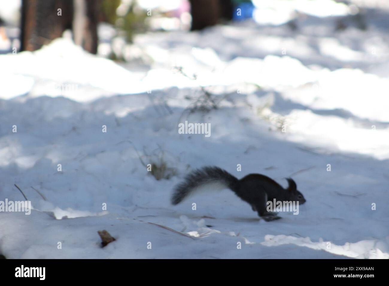 Sciurus aberti aberts hi-res stock photography and images - Alamy