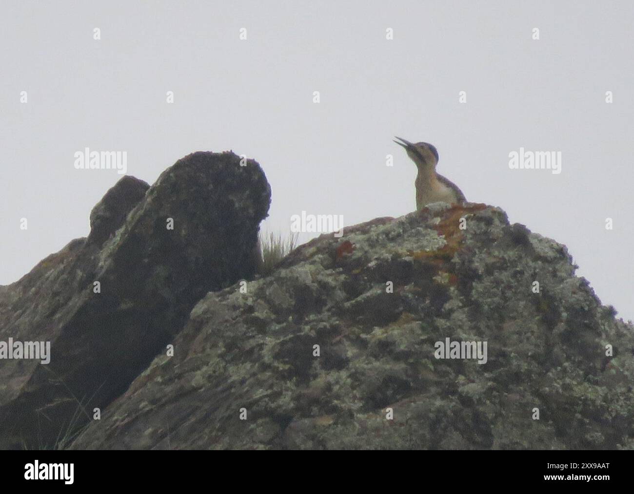 Andean Flicker (Colaptes rupicola) Aves Stock Photo - Alamy