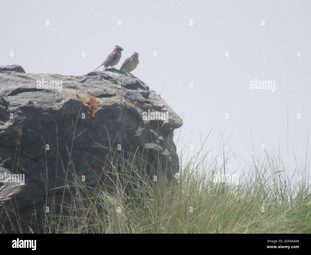 Rufous-collared Sparrow (Zonotrichia capensis) Aves Stock Photo - Alamy