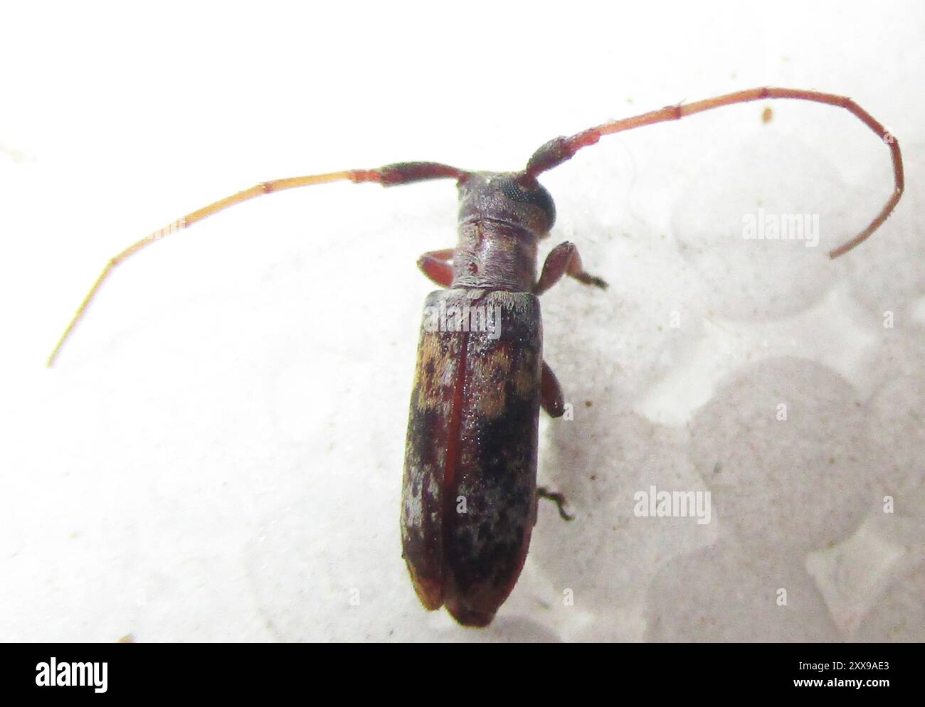 (Eunidia subtergrisea) Insecta Stock Photo - Alamy