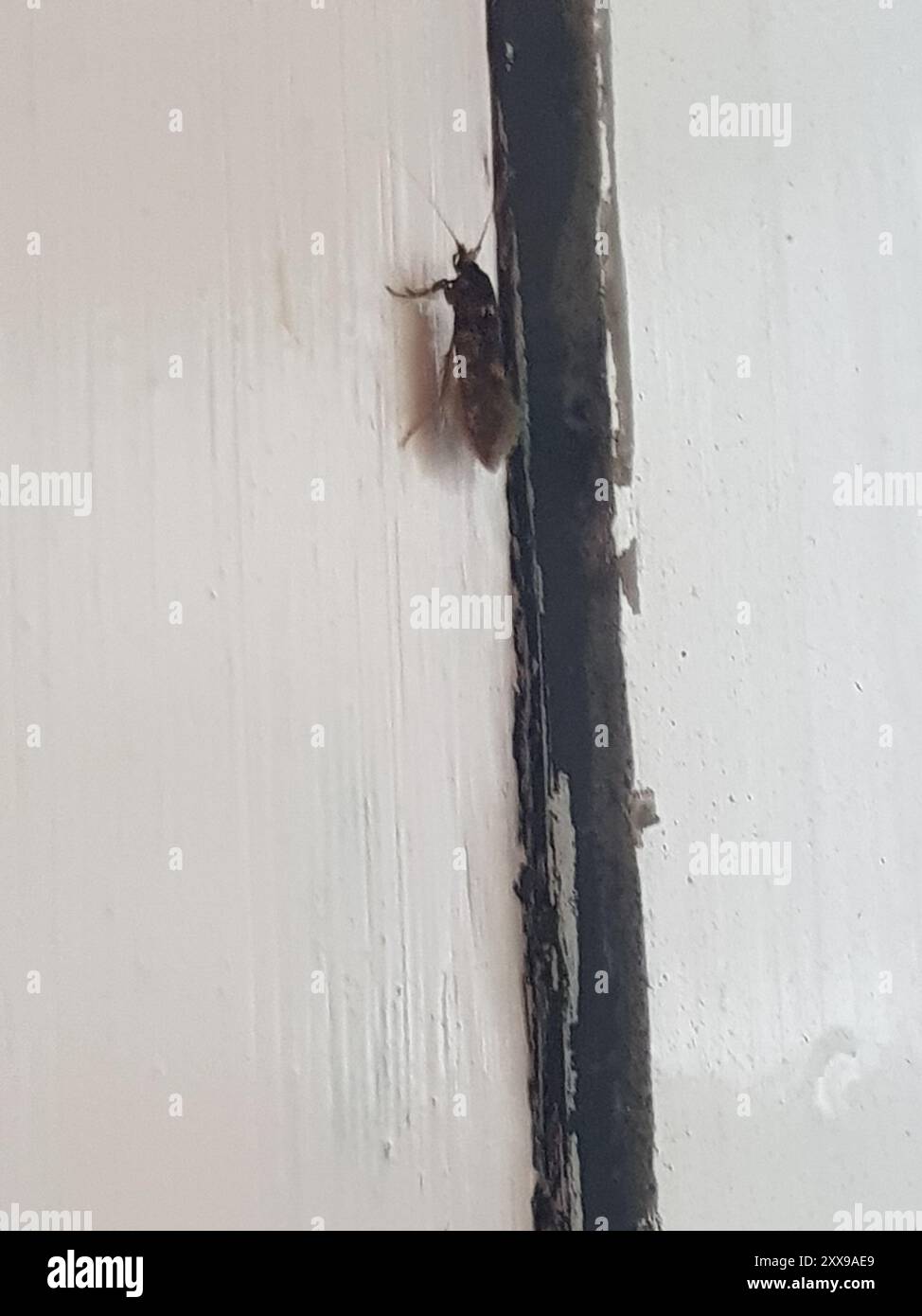 Detritus Moth (Opogona omoscopa) Insecta Stock Photo - Alamy