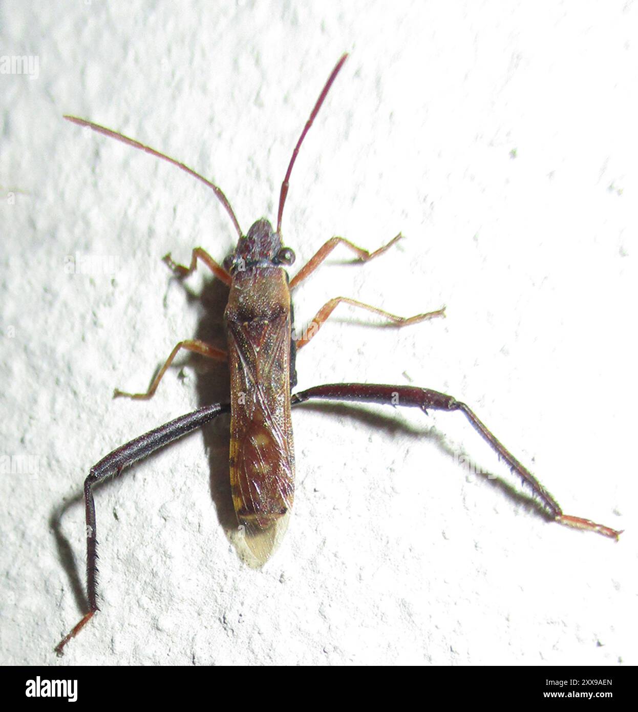 Broad-headed Bugs (Alydidae) Insecta Stock Photo - Alamy