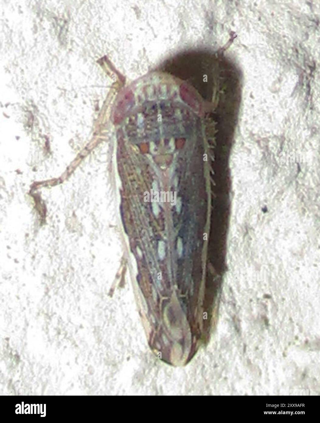 Typical Leafhoppers (Cicadellidae) Insecta Stock Photo - Alamy