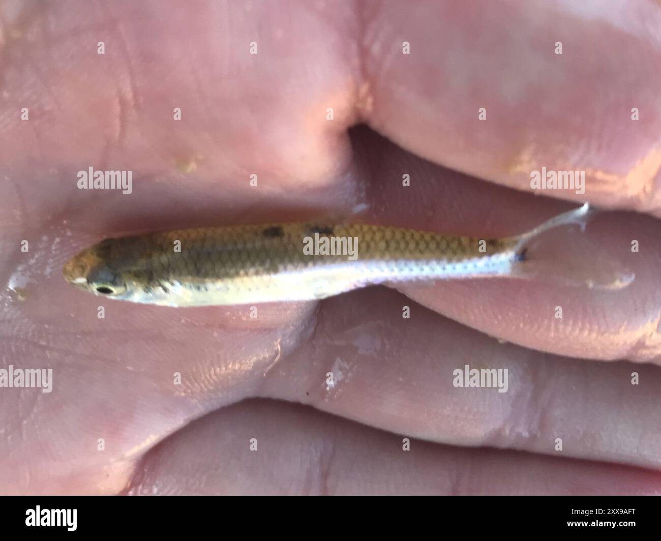 Sand Shiner (Miniellus stramineus) Actinopterygii Stock Photo - Alamy