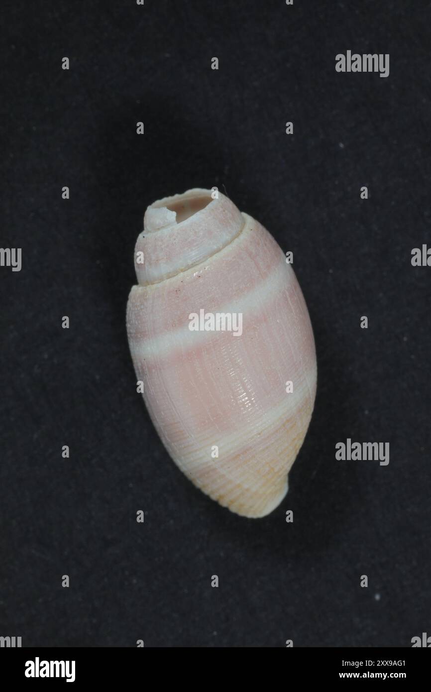 Beerbarrel Shell (Acteon tornatilis) Mollusca Stock Photo - Alamy
