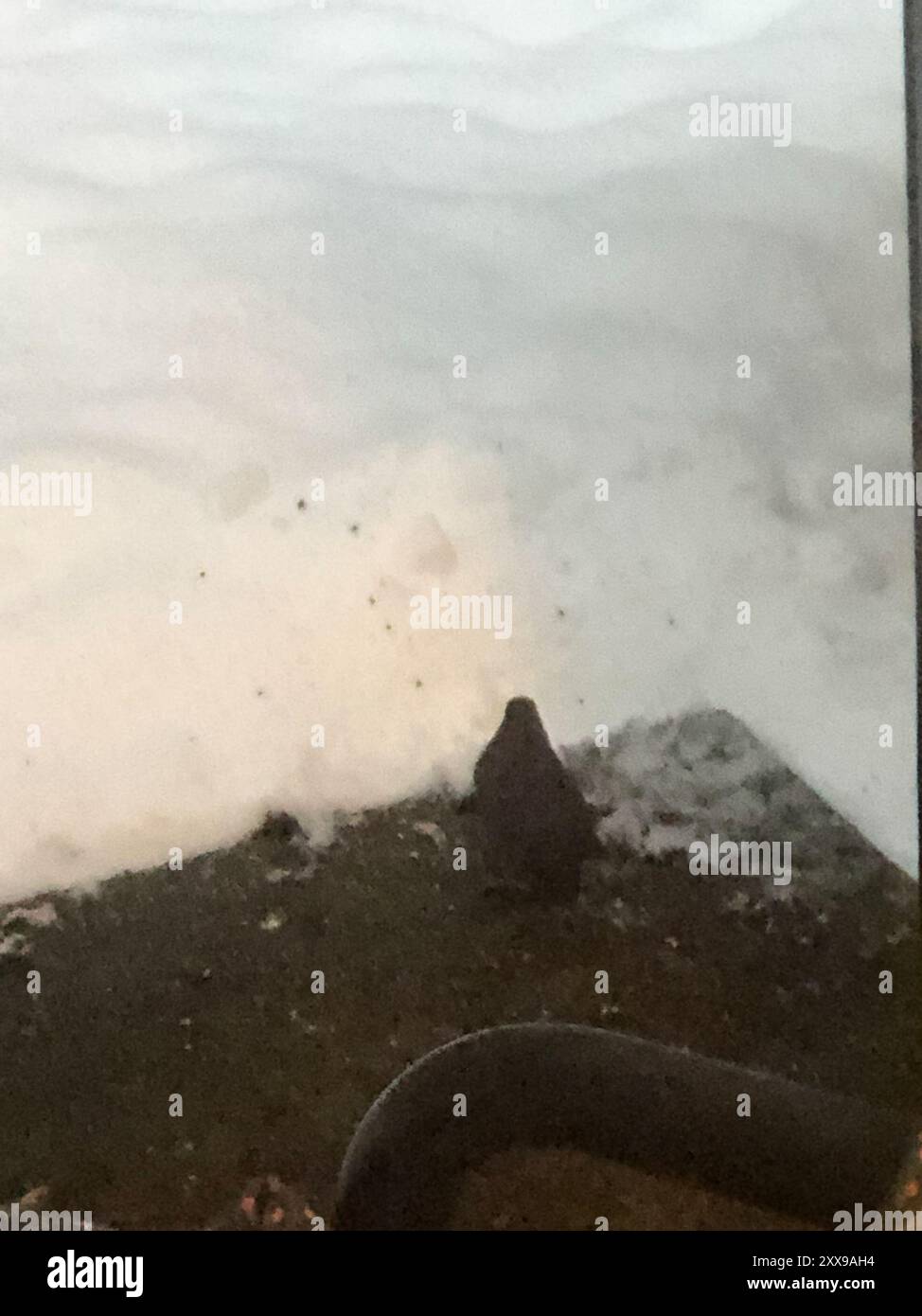 New World Sparrows (Passerellidae) Aves Stock Photo - Alamy