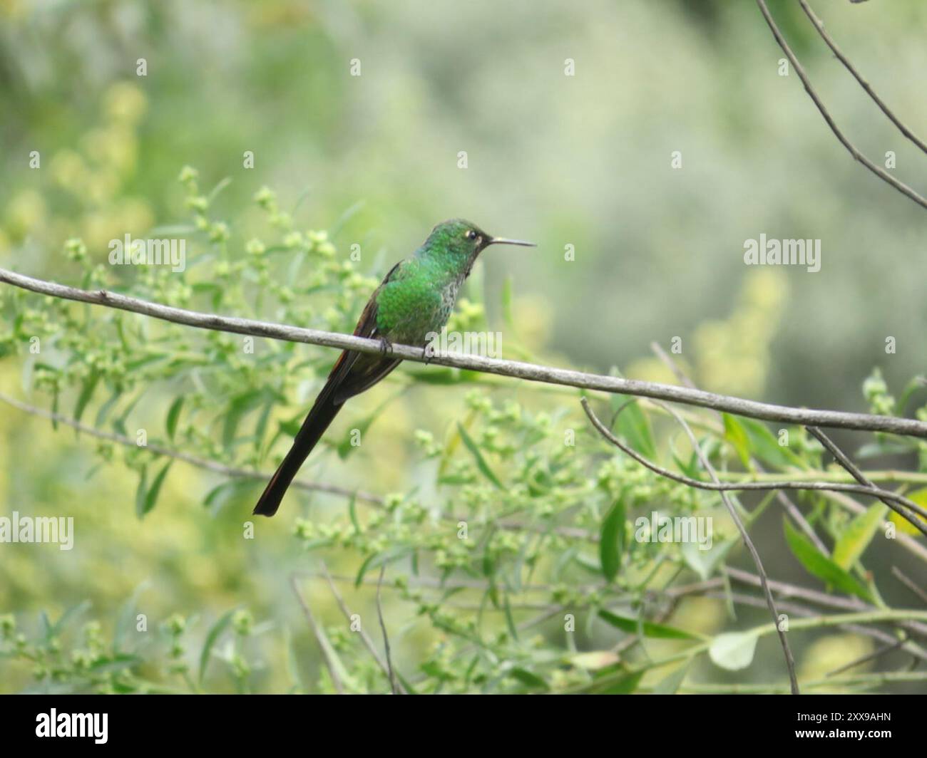 Red-tailed Comet (Sappho sparganurus) Aves Stock Photo - Alamy
