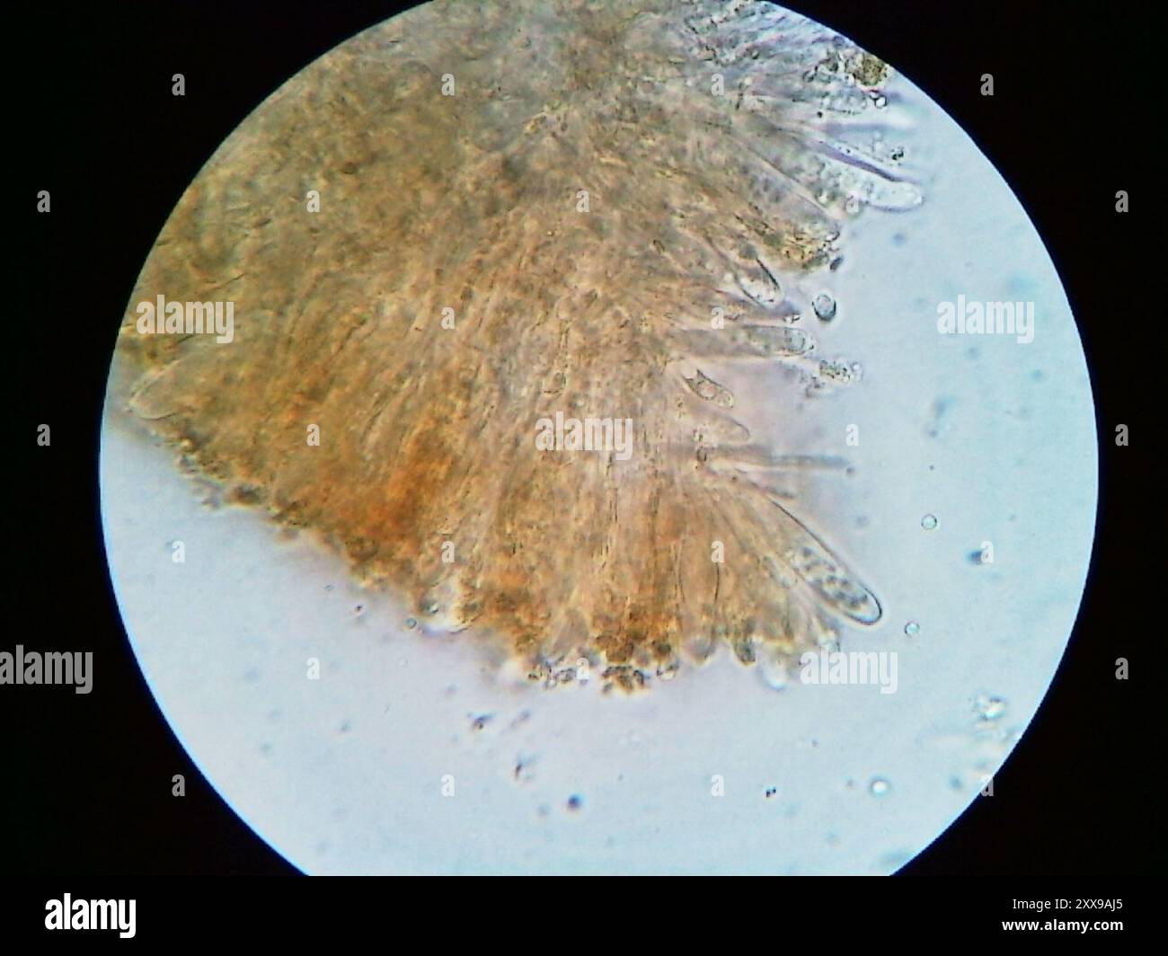 (Capronia pilosella) Fungi Stock Photo - Alamy