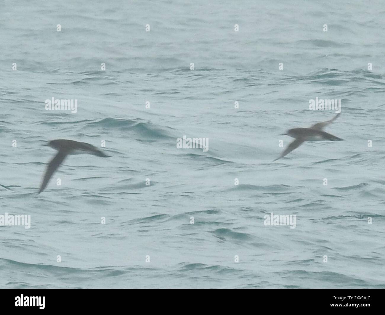 Hutton's Shearwater (Puffinus huttoni) Aves Stock Photo - Alamy