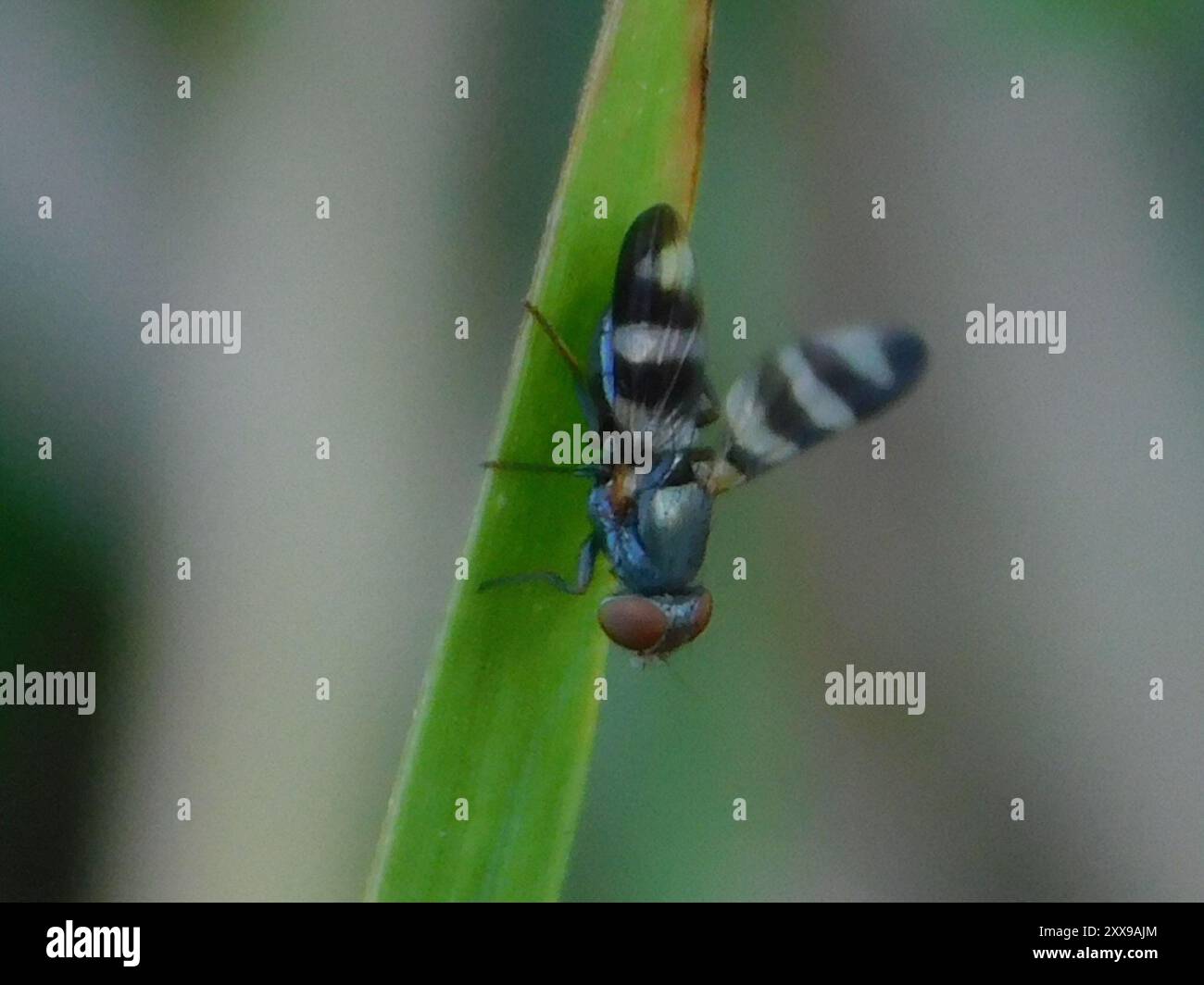 Banded-wing Flies (Chaetopsis) Insecta Stock Photo - Alamy