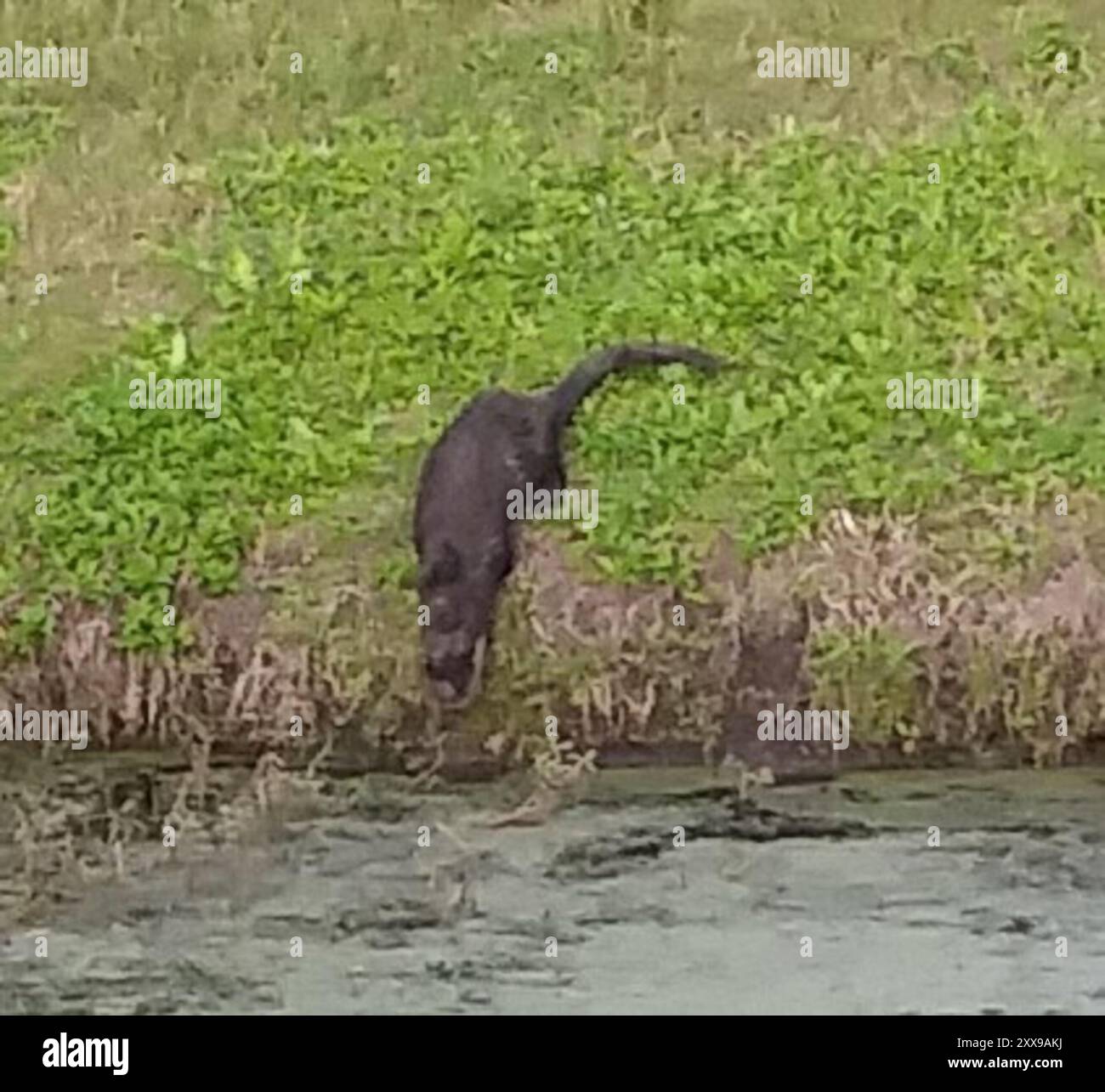 North American River Otter (Lontra canadensis) Mammalia Stock Photo - Alamy