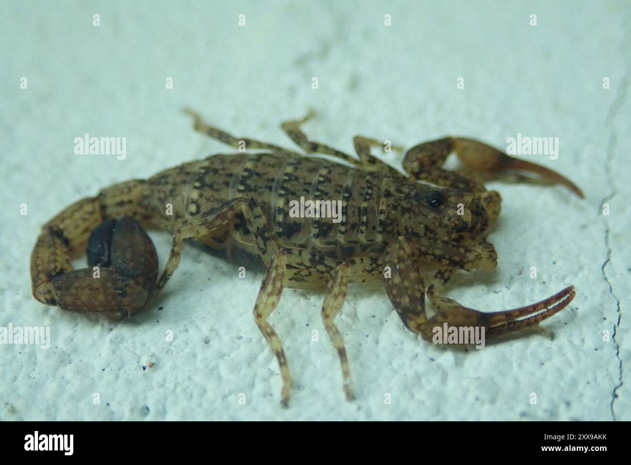Thick-tailed scorpions (Tityus) Arachnida Stock Photo - Alamy
