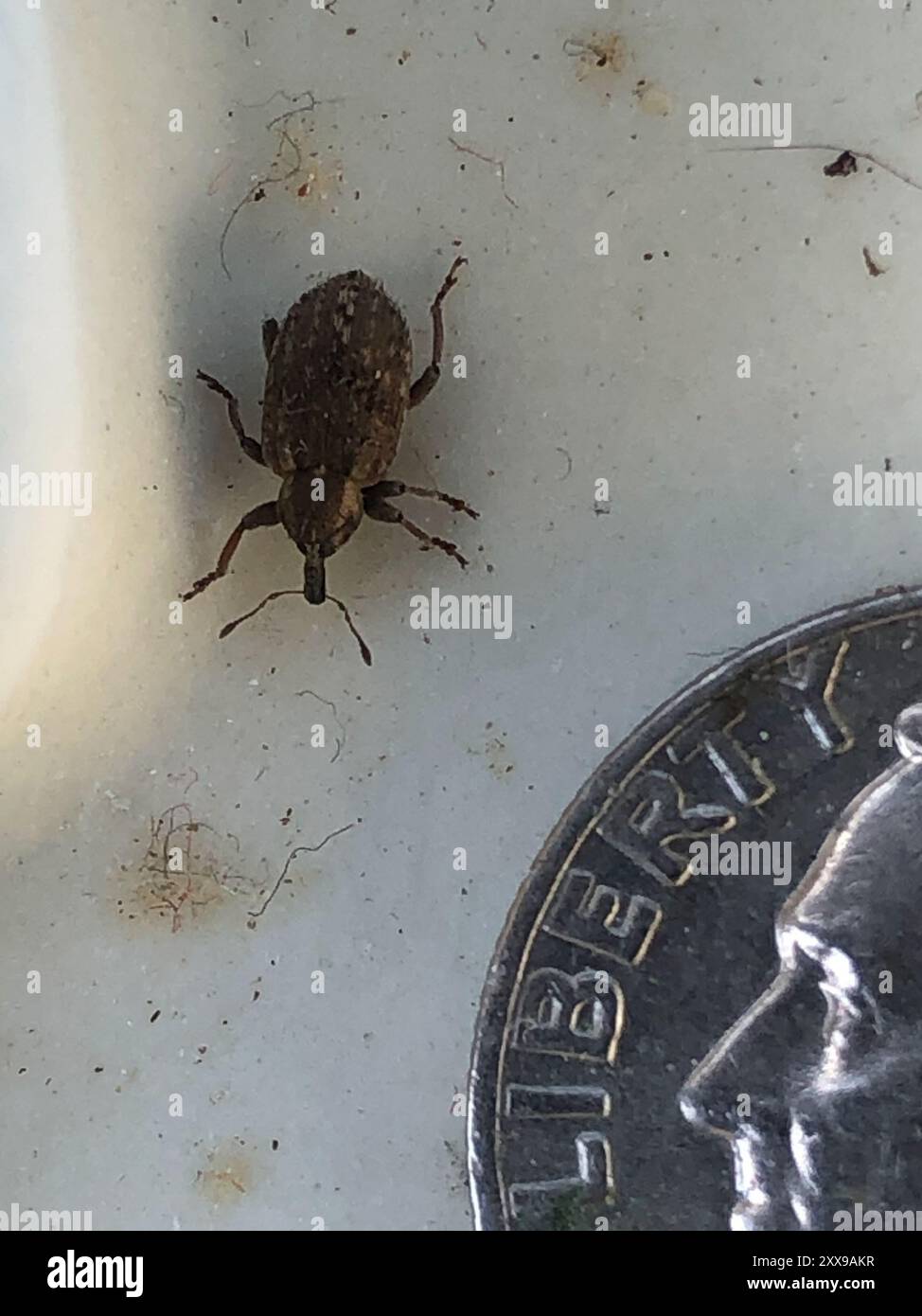 Alfalfa Weevil (Hypera postica) Insecta Stock Photo - Alamy
