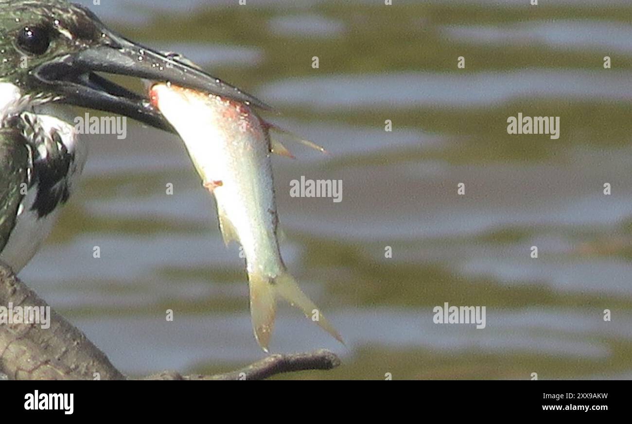 Toothless Characins (Curimatidae) Actinopterygii Stock Photo - Alamy