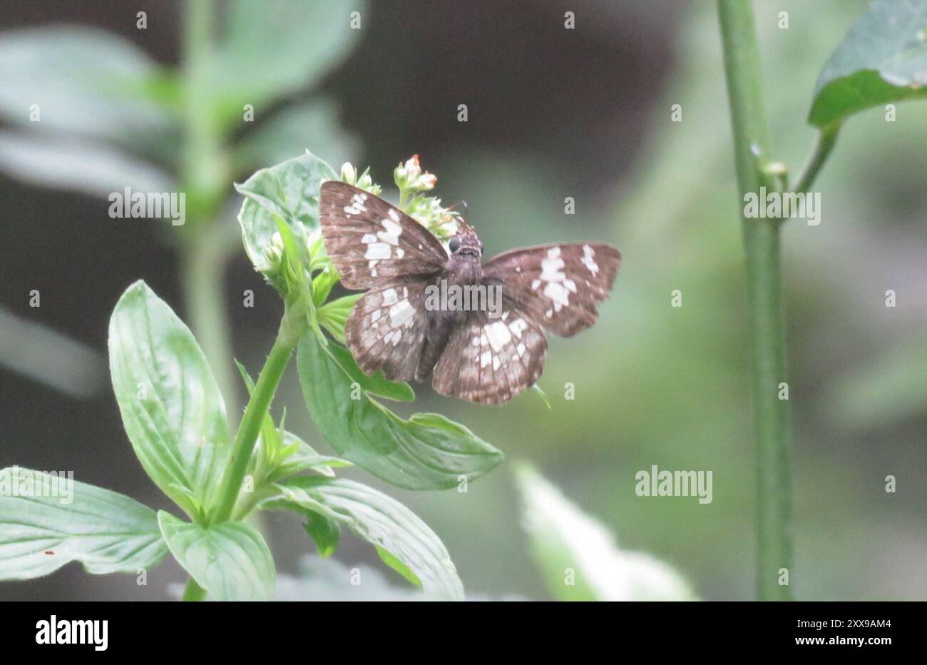Glassy-winged Skipper (Xenophanes tryxus) Insecta Stock Photo - Alamy