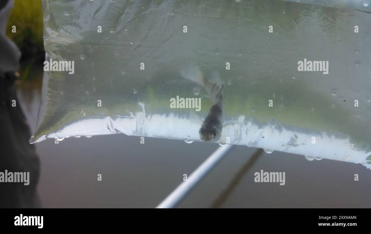 Black Drum (Pogonias cromis) Actinopterygii Stock Photo - Alamy