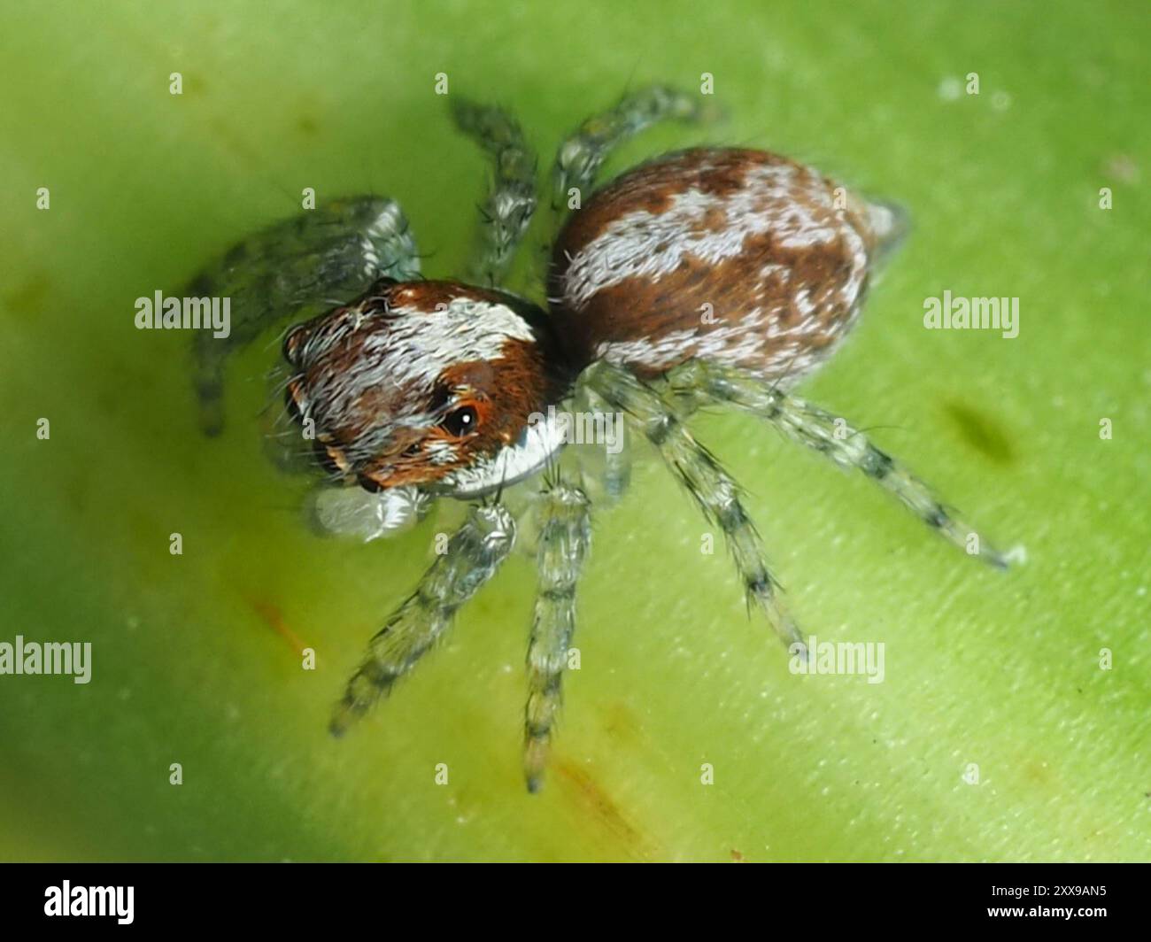 Jumping Spiders (Salticidae) Arachnida Stock Photo - Alamy