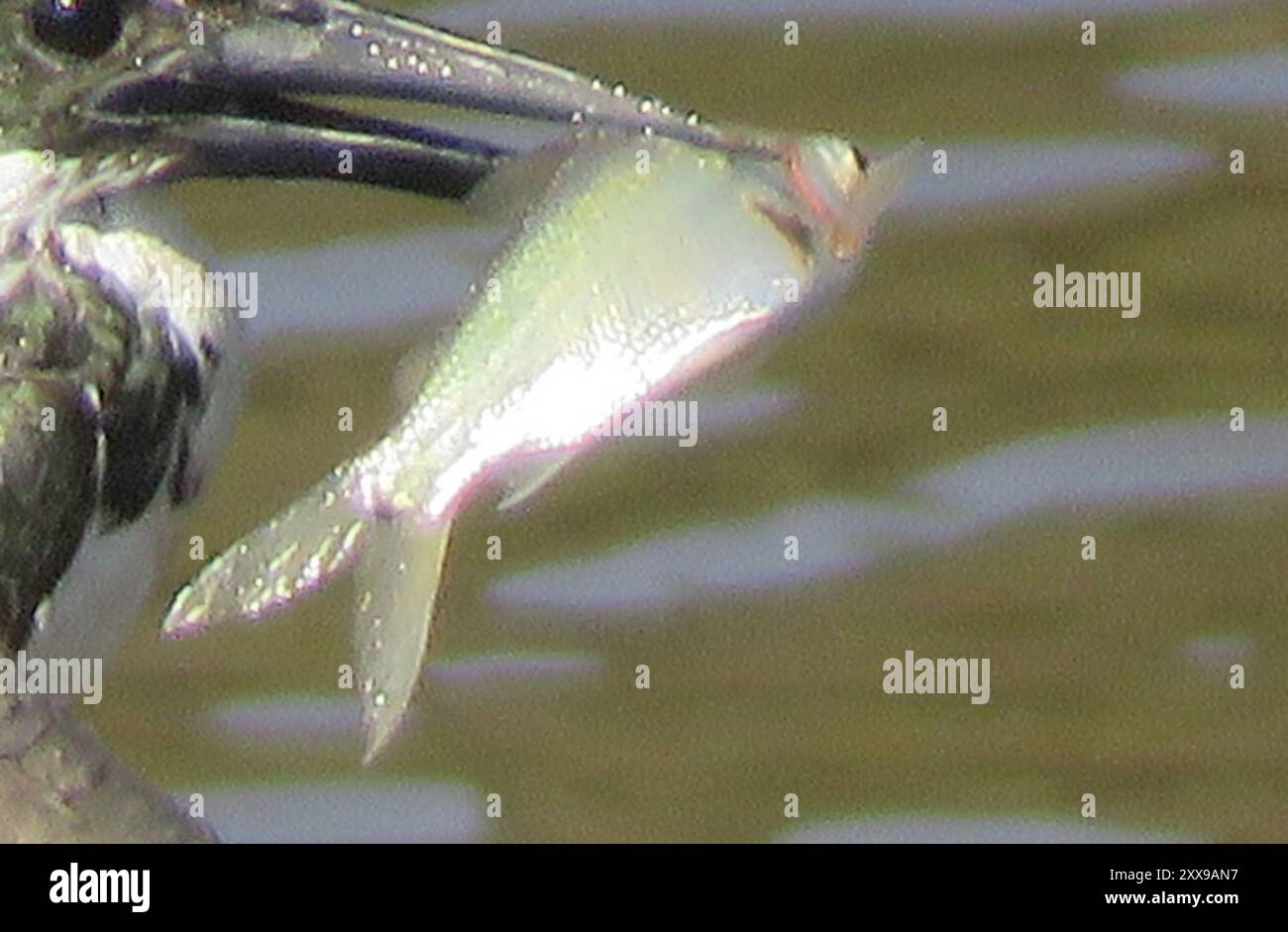 Toothless Characins (Curimatidae) Actinopterygii Stock Photo - Alamy
