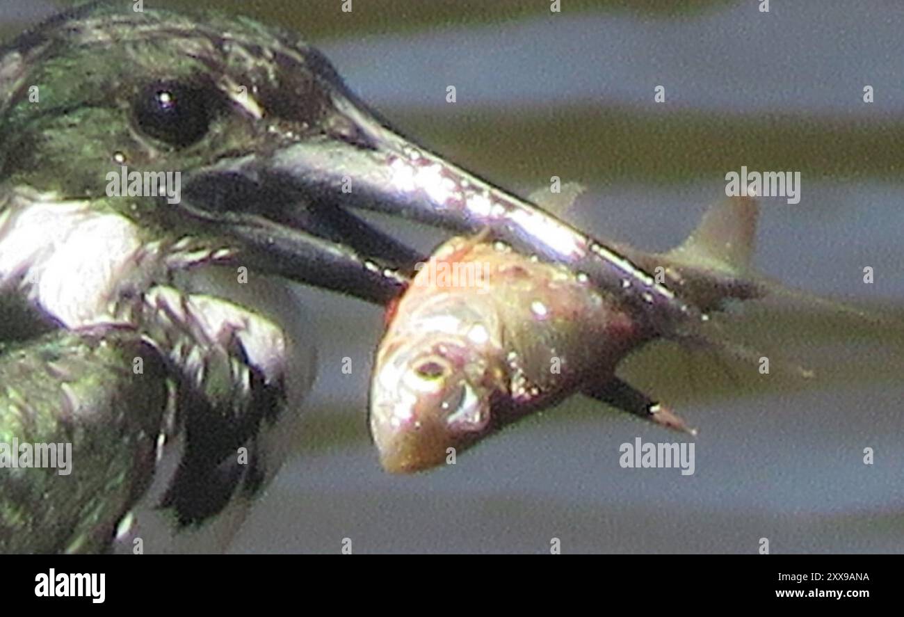 Toothless Characins (Curimatidae) Actinopterygii Stock Photo - Alamy