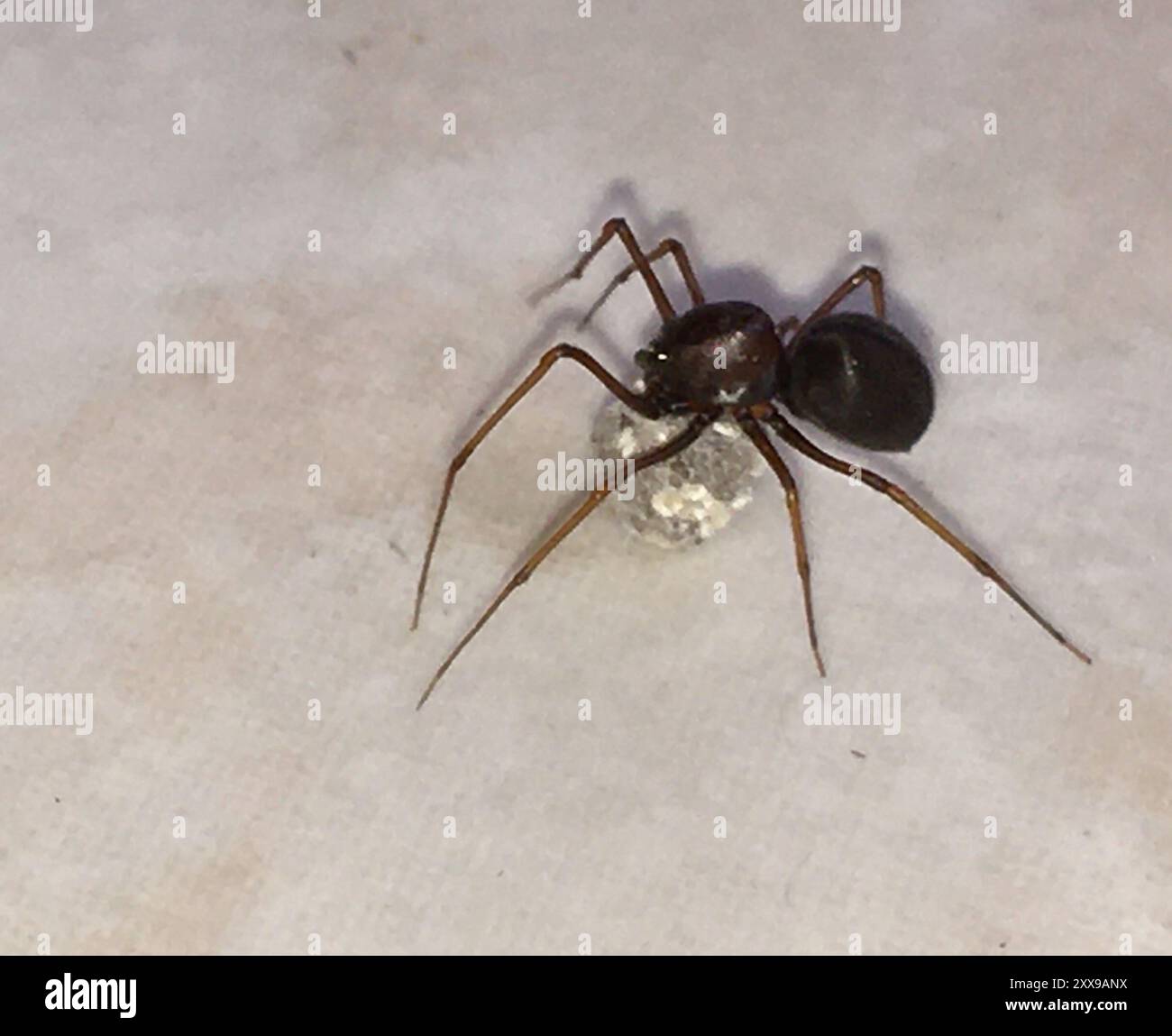 Spitting Spiders (Scytodidae) Arachnida Stock Photo - Alamy