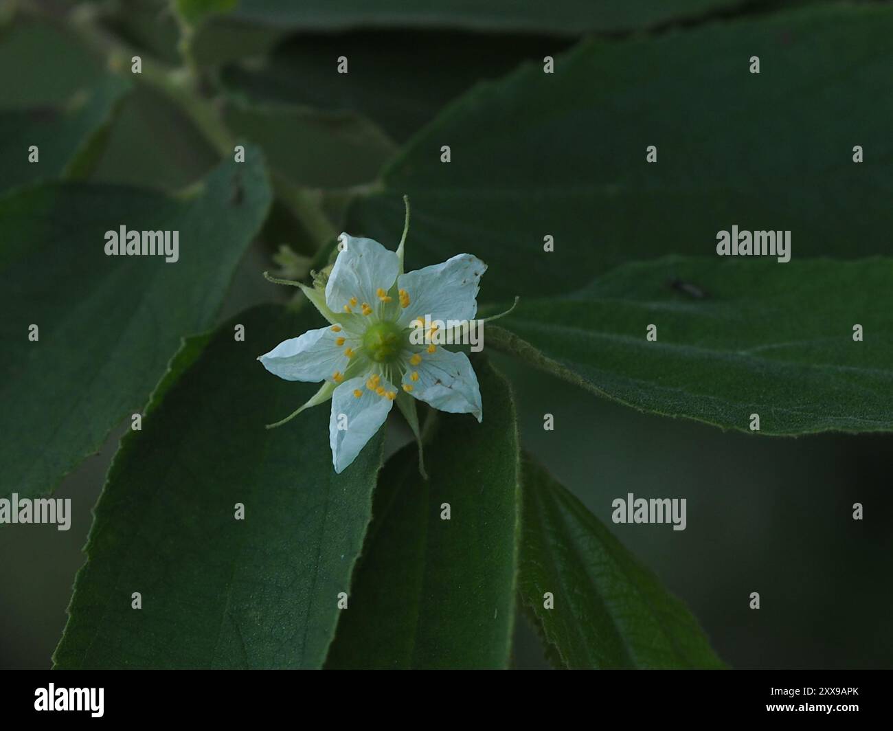calabur tree (Muntingia calabura) Plantae Stock Photo - Alamy