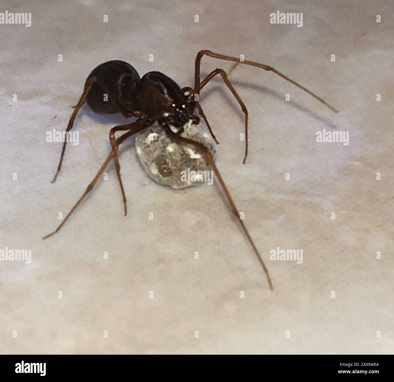 Spitting Spiders (Scytodidae) Arachnida Stock Photo - Alamy