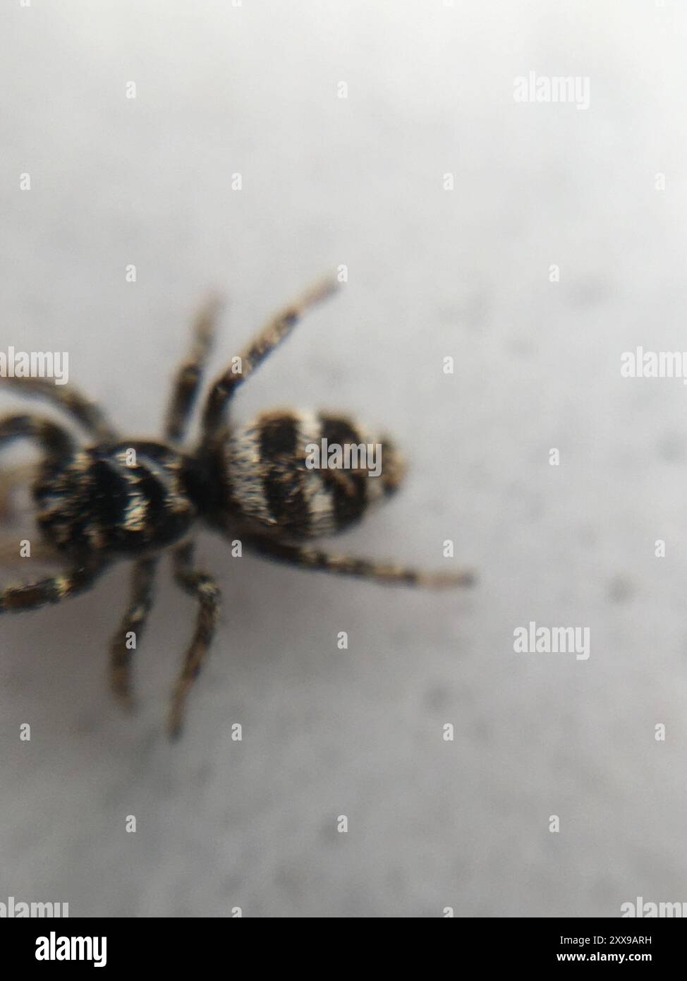 Zebra Jumping Spider (Salticus scenicus) Arachnida Stock Photo - Alamy