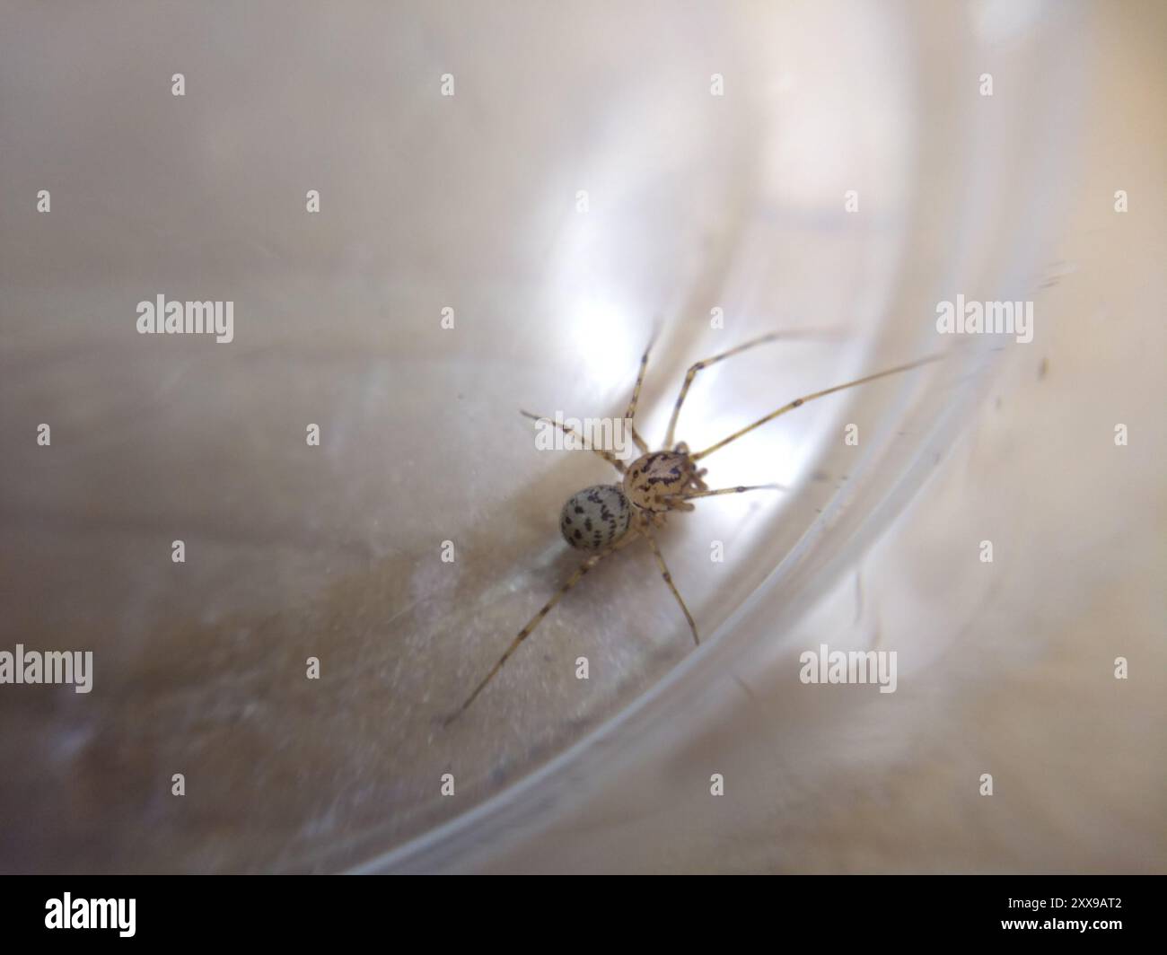 Common Spitting Spider (Scytodes thoracica) Arachnida Stock Photo - Alamy