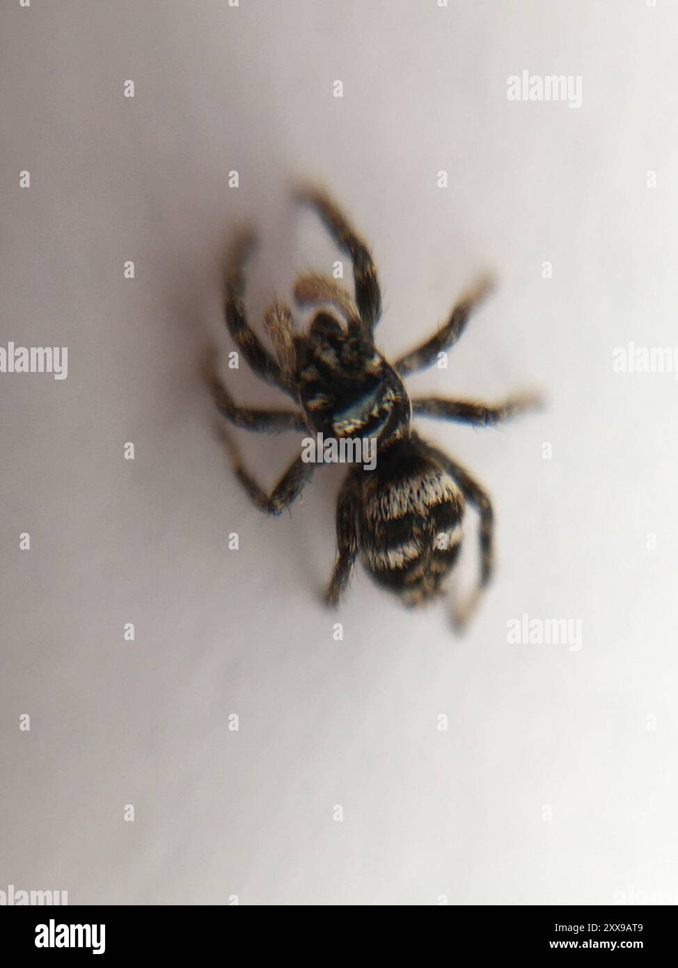 Zebra Jumping Spider (Salticus scenicus) Arachnida Stock Photo - Alamy