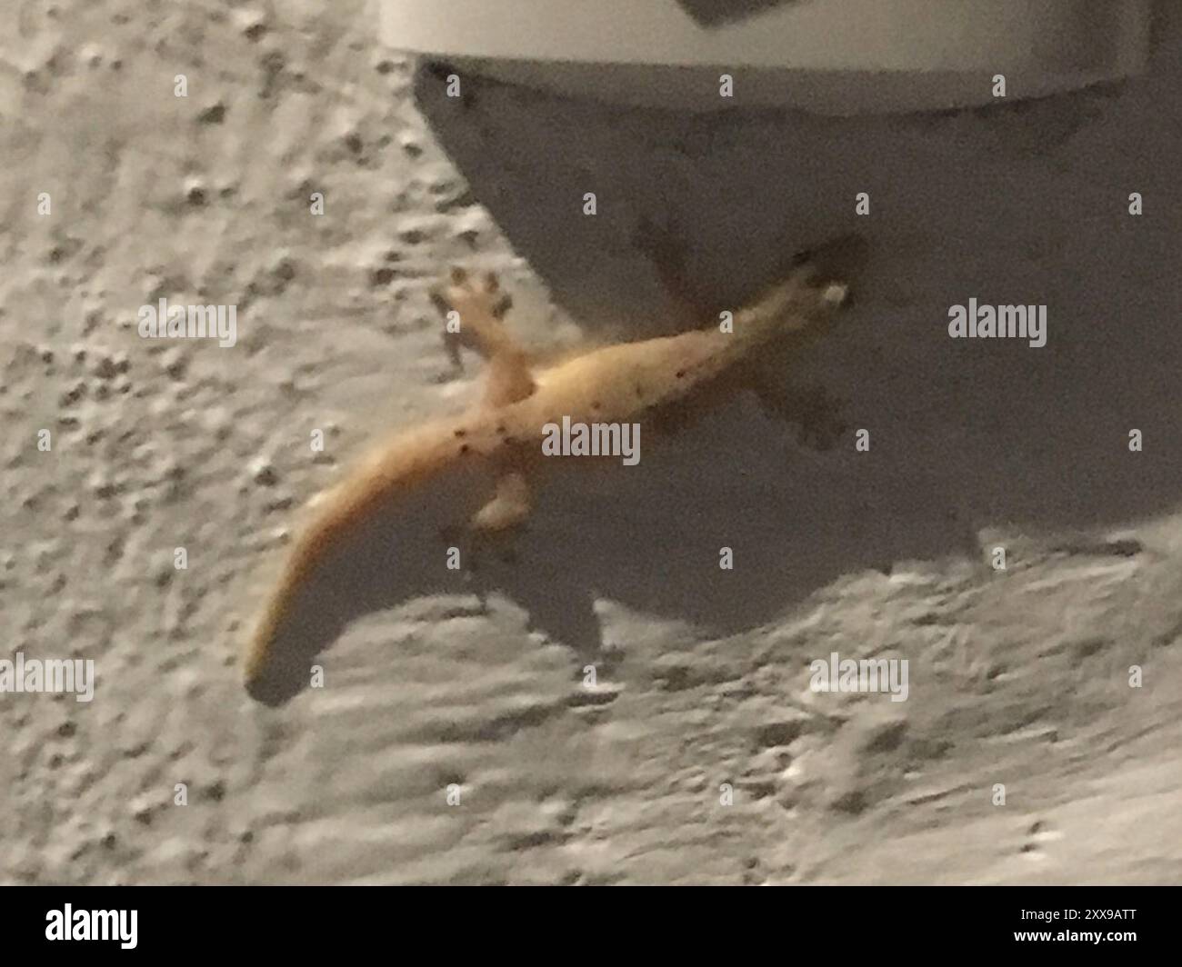 Mourning Gecko (Lepidodactylus lugubris) Reptilia Stock Photo - Alamy