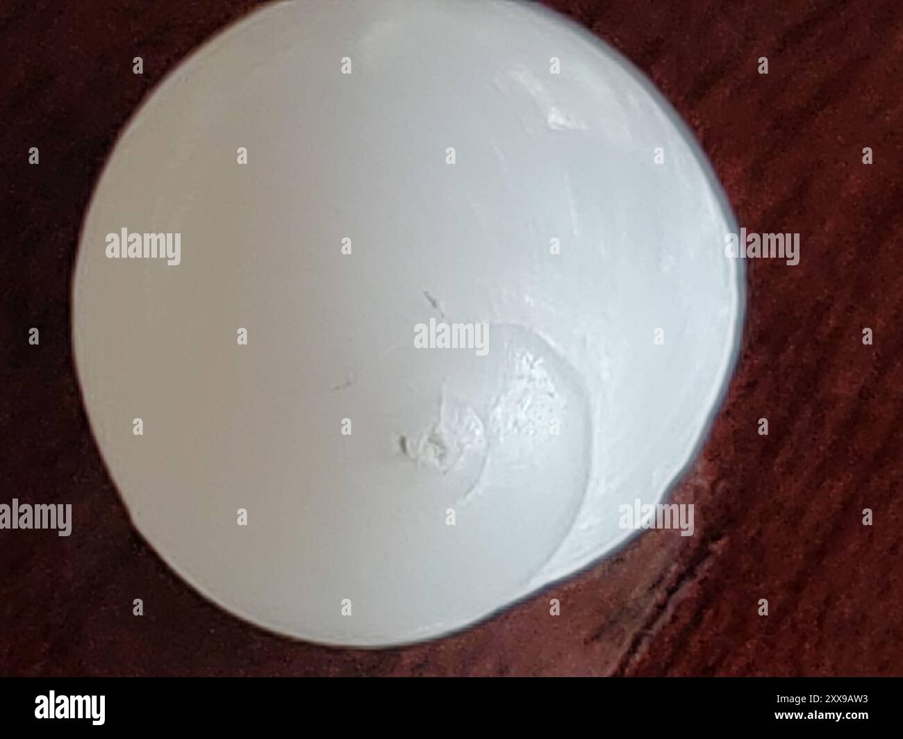 Milk Moon Snail (Polinices lacteus) Mollusca Stock Photo - Alamy