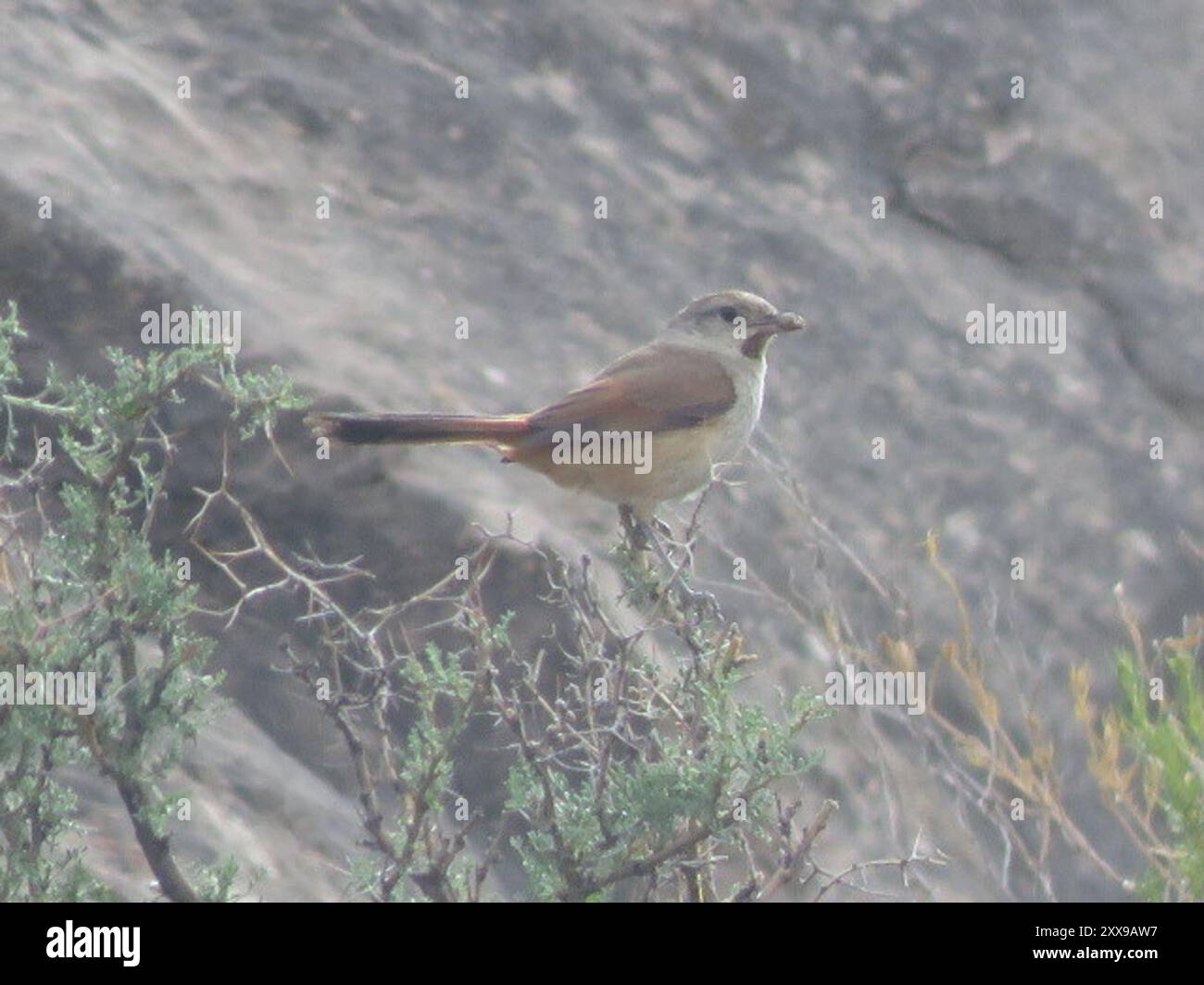 Creamy-breasted Canastero (Asthenes dorbignyi) Aves Stock Photo - Alamy