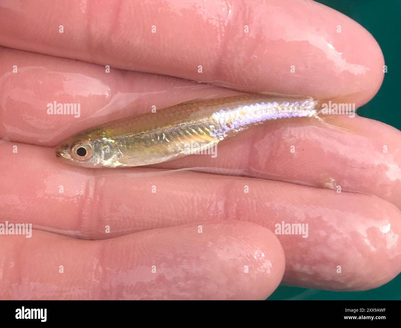 Texas Shiner (Notropis amabilis) Actinopterygii Stock Photo - Alamy