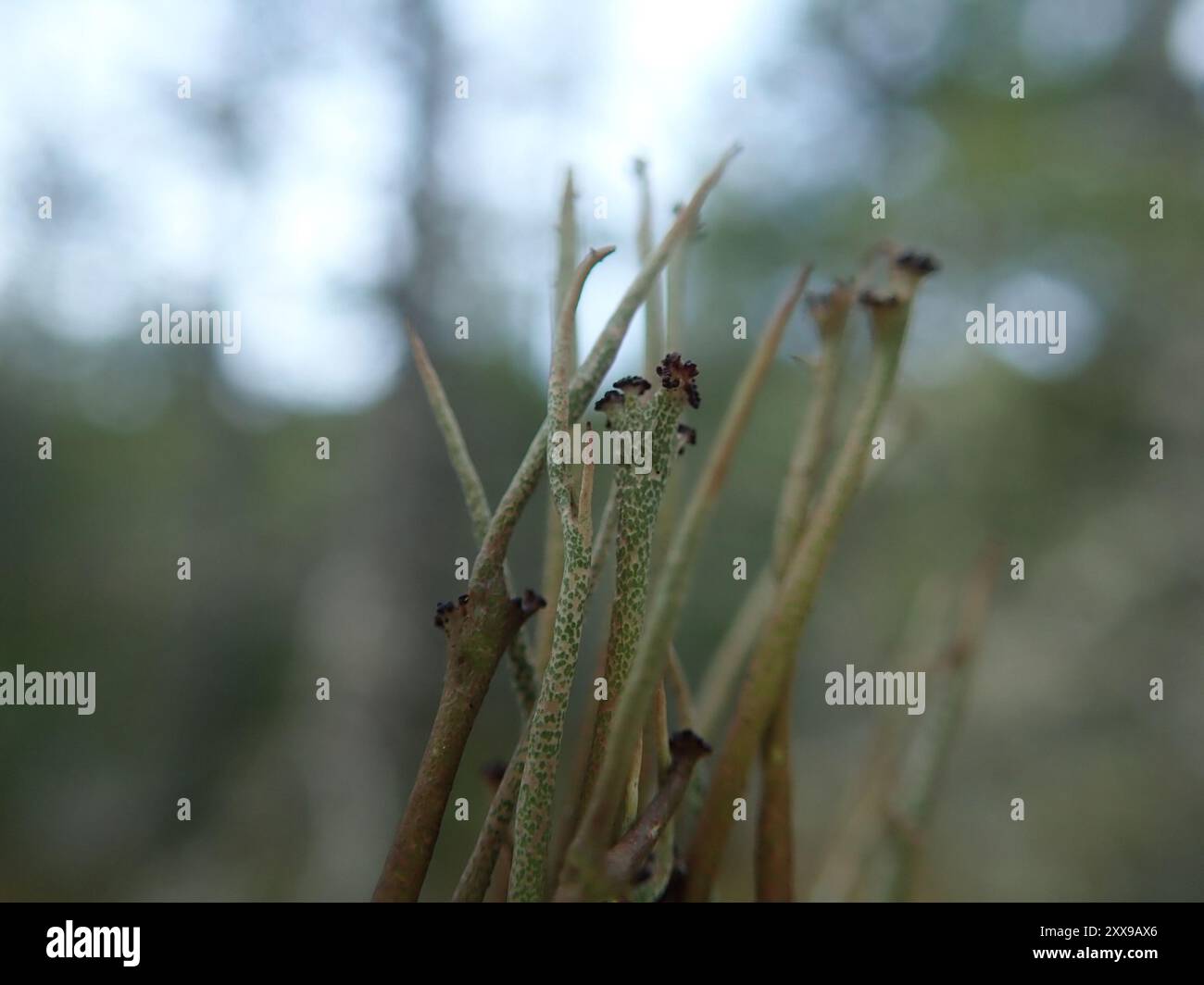 Smooth Horn Lichen (Cladonia gracilis) Fungi Stock Photo - Alamy