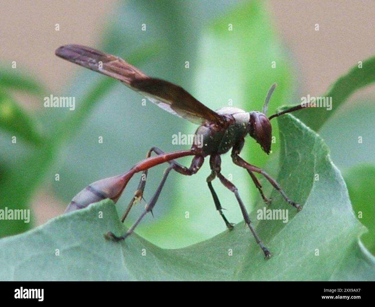 Needle-waisted Paper Wasps (Belonogaster) Insecta Stock Photo - Alamy
