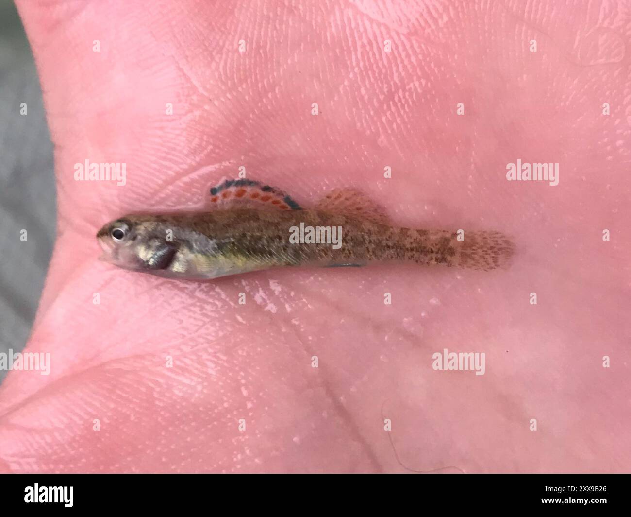Greenthroat Darter (Etheostoma lepidum) Actinopterygii Stock Photo - Alamy
