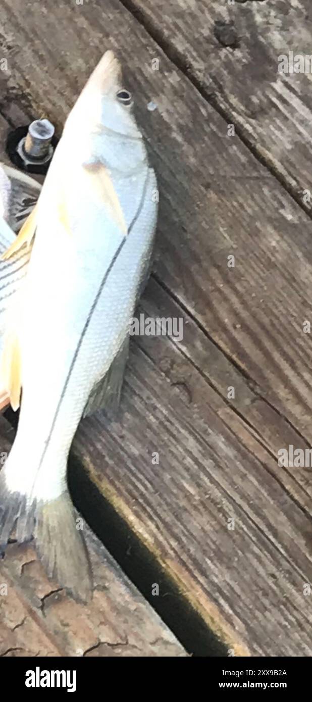 Common Snook (Centropomus undecimalis) Actinopterygii Stock Photo - Alamy