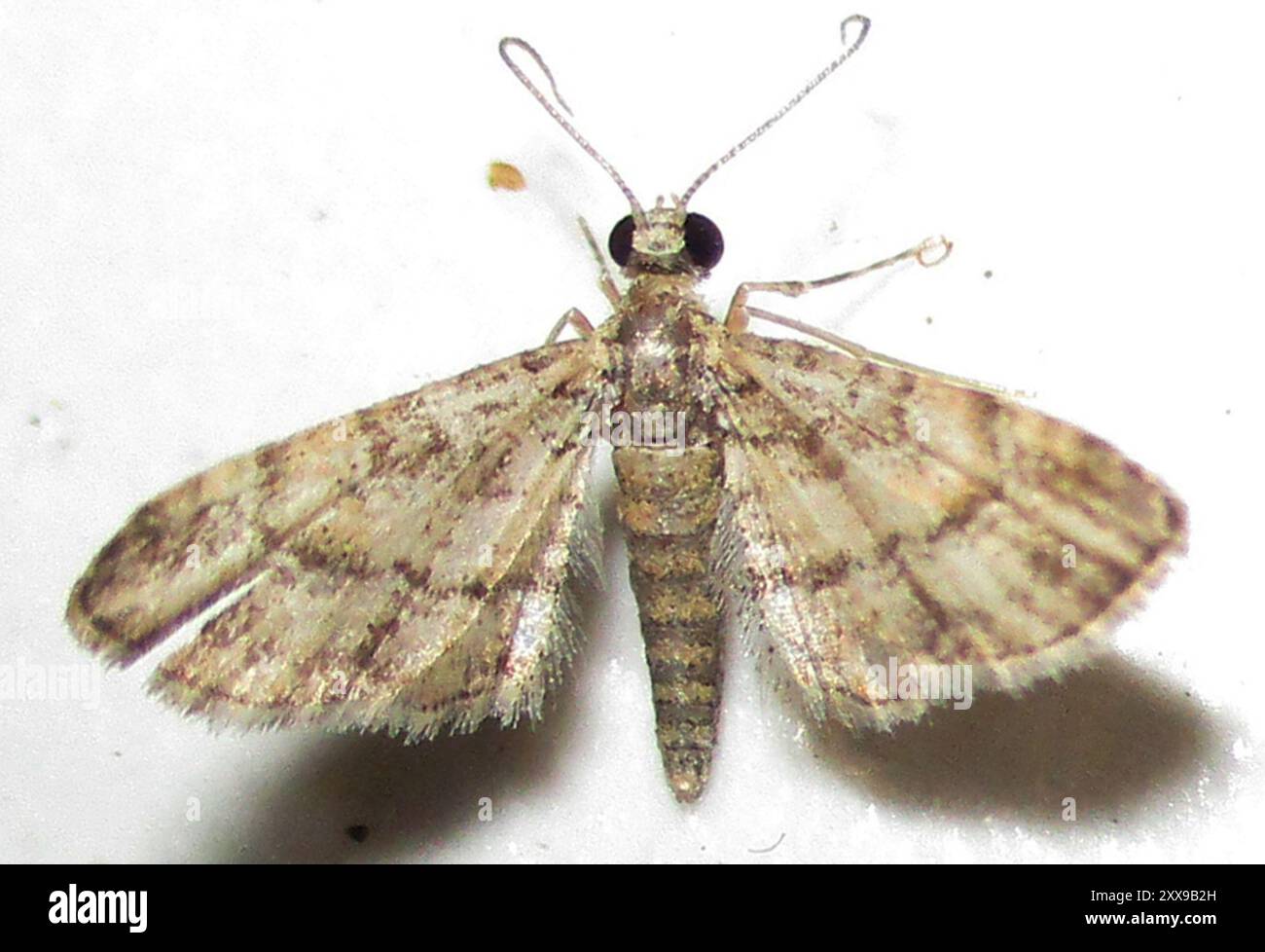 Geometer Moths (Geometridae) Insecta Stock Photo - Alamy