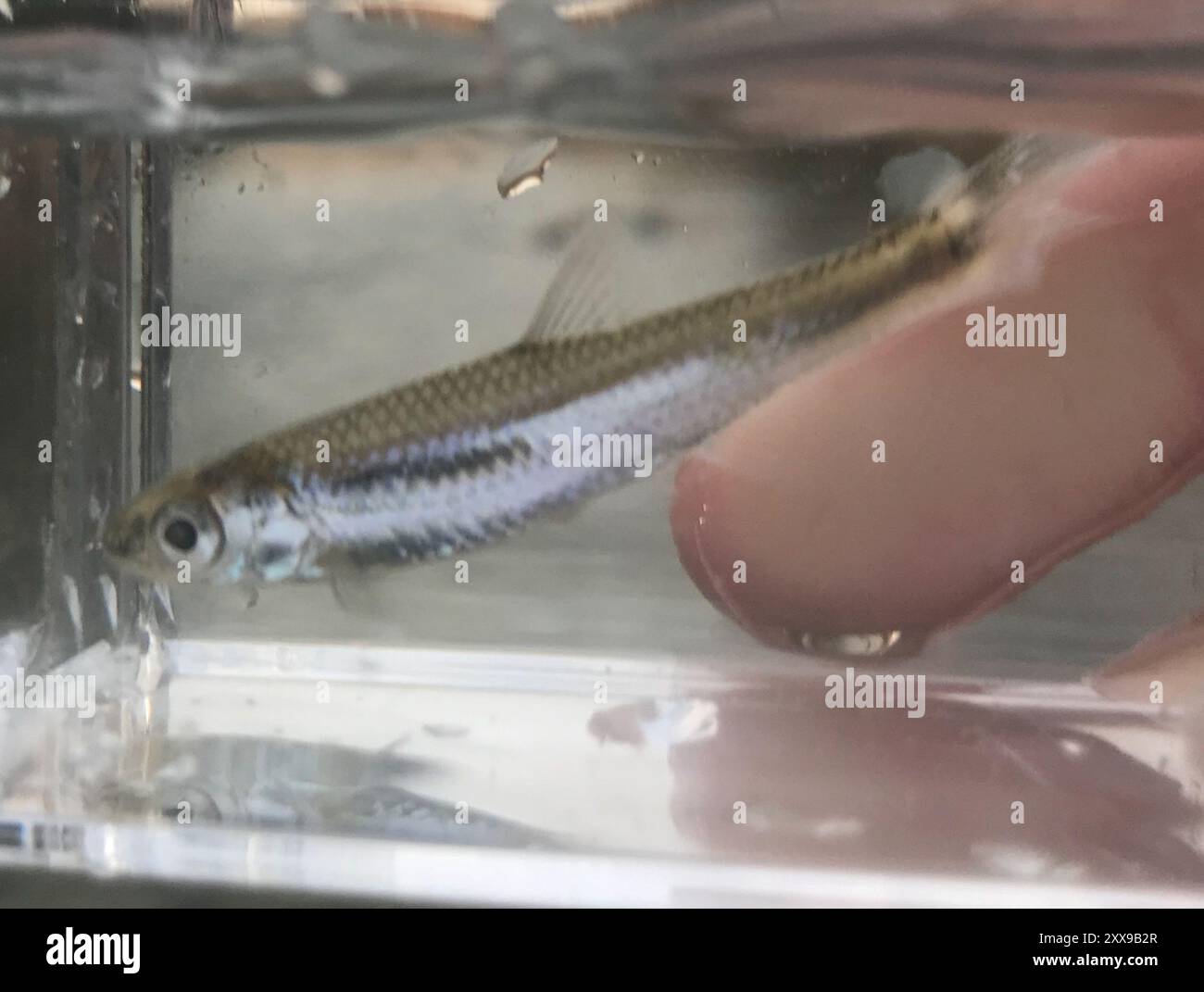 Texas Shiner (Notropis amabilis) Actinopterygii Stock Photo - Alamy