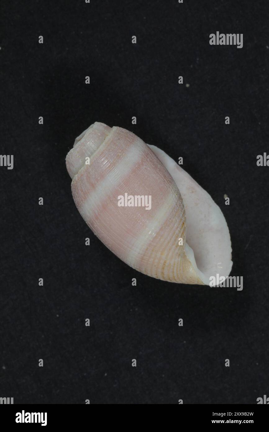 Beerbarrel Shell (Acteon tornatilis) Mollusca Stock Photo - Alamy